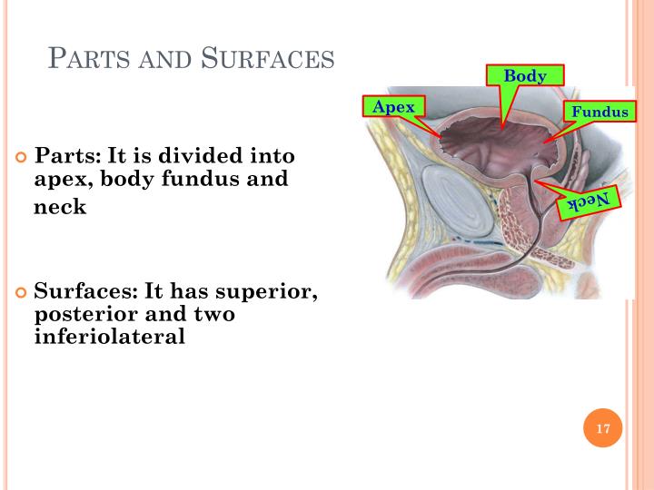 PPT - Anatomy Lab PowerPoint Presentation - ID:3501710