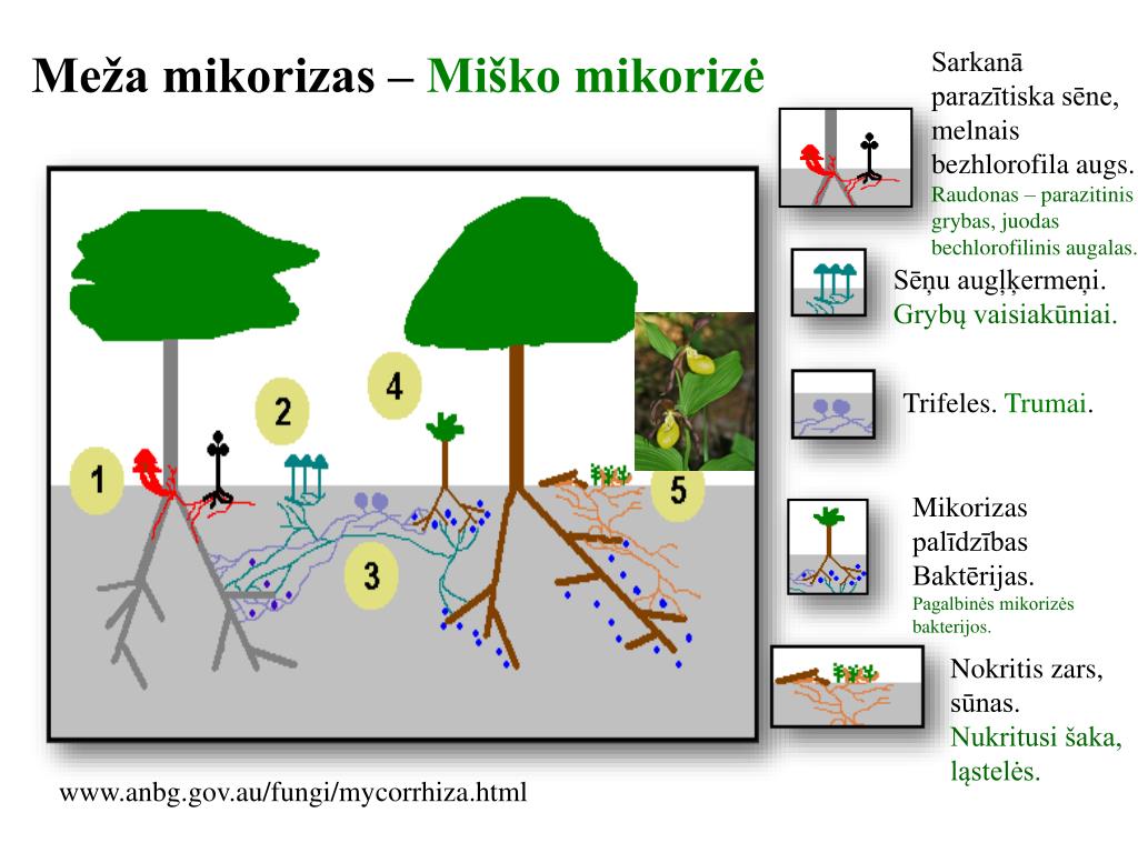PPT - Mikorizu simbioze un stādu inokulēšana Mikorizės simbiozė ir ...