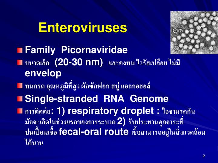 PPT - Enterovirus VS HFMD PowerPoint Presentation - ID:3502067