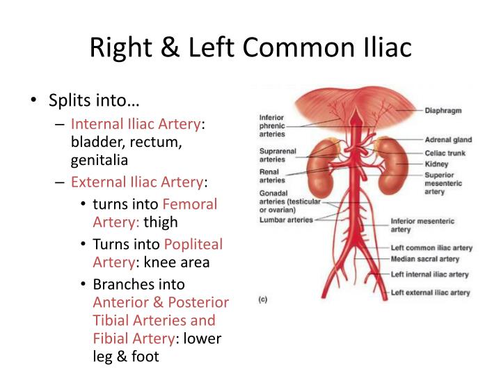 Iliac Artery