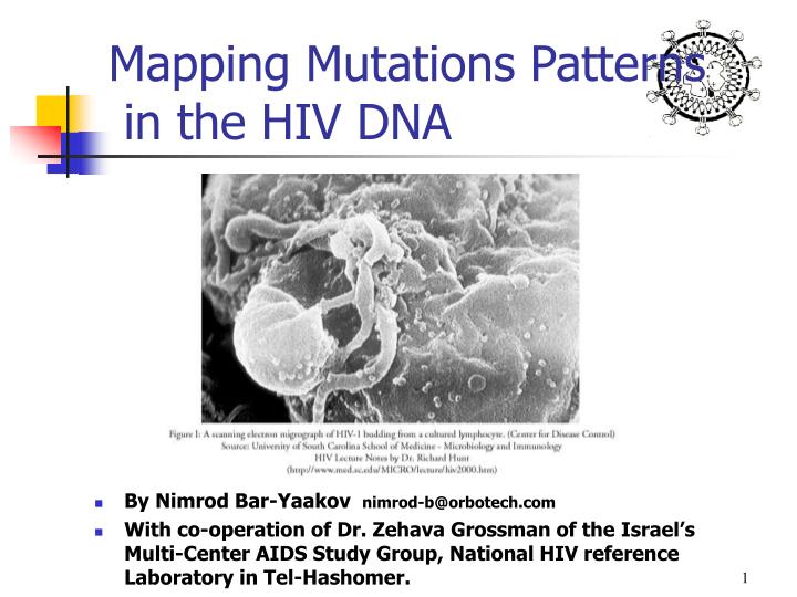 PPT - Mapping Mutations Patterns in the HIV DNA PowerPoint Presentation ...