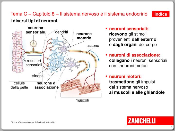 PPT - Gli organi del sistema nervoso PowerPoint Presentation - ID:3503699
