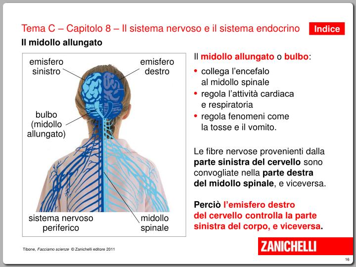 PPT - Gli organi del sistema nervoso PowerPoint Presentation - ID:3503699