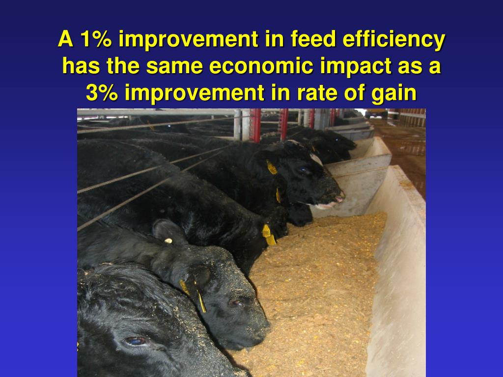 Ppt Beef Cattle Feed Efficiency Opportunities For Improvement