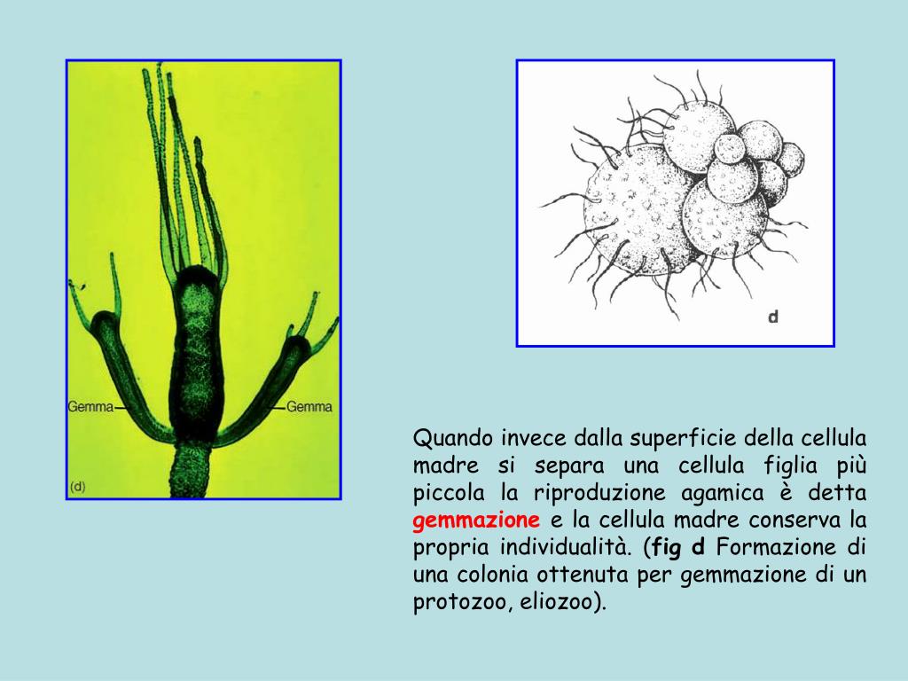PPT - La riproduzione PowerPoint Presentation, free download - ID:3503761