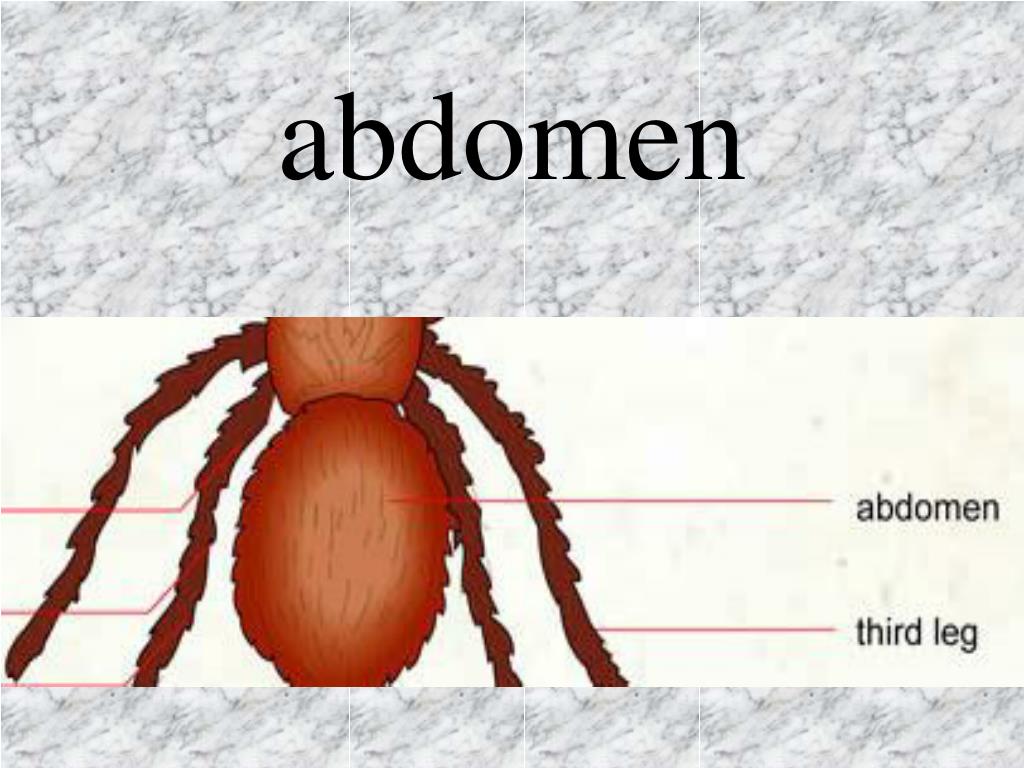 PPT - 6 th Grade Spider Biodiversity Study Vocabulary PowerPoint ...