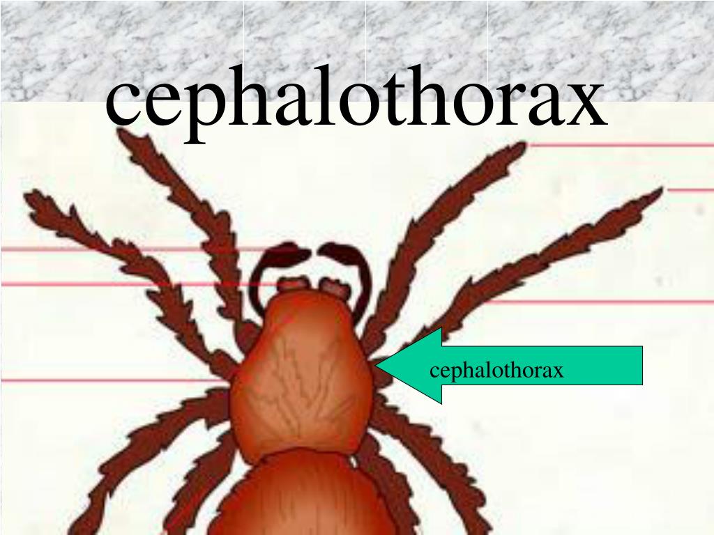 PPT - 6 th Grade Spider Biodiversity Study Vocabulary PowerPoint ...