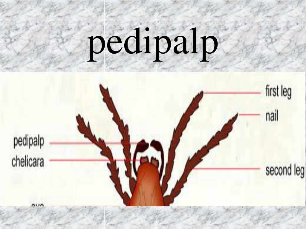PPT - 6 th Grade Spider Biodiversity Study Vocabulary PowerPoint ...