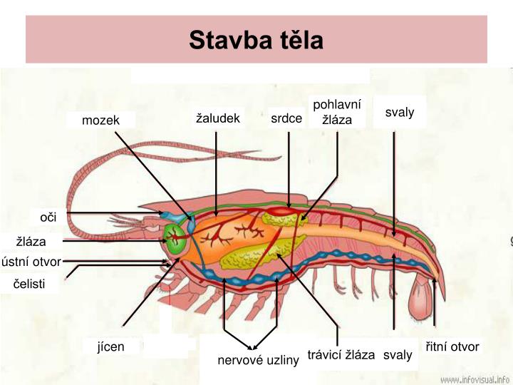 PPT - Třída: Korýši PowerPoint Presentation - ID:3505415