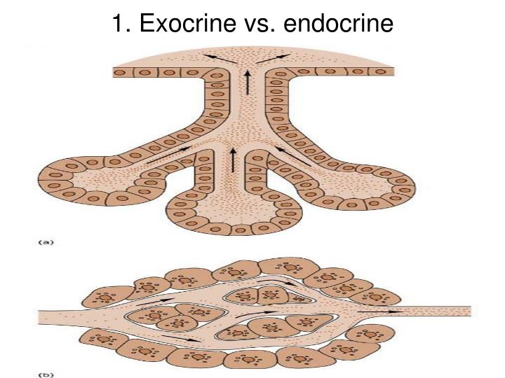 PPT - 1. Exocrine vs. endocrine PowerPoint Presentation, free download ...