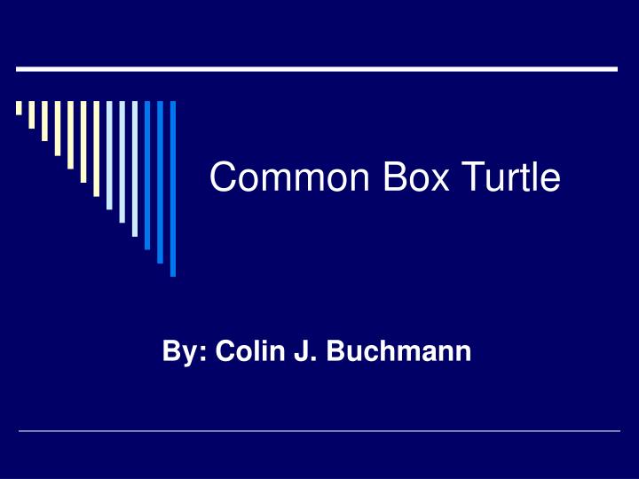 PPT - Common Box Turtle PowerPoint Presentation, free download - ID:3505621