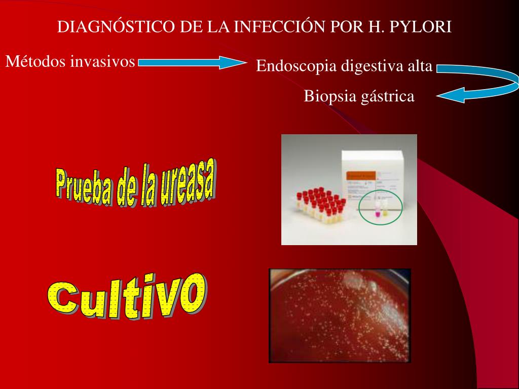 PPT - ENFERMEDAD GASTRODUODENAL Y VACUNA FRENTE A Helicobacter pylori ...