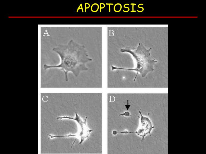 PPT - APOPTOSIS PowerPoint Presentation, free download - ID:3506471
