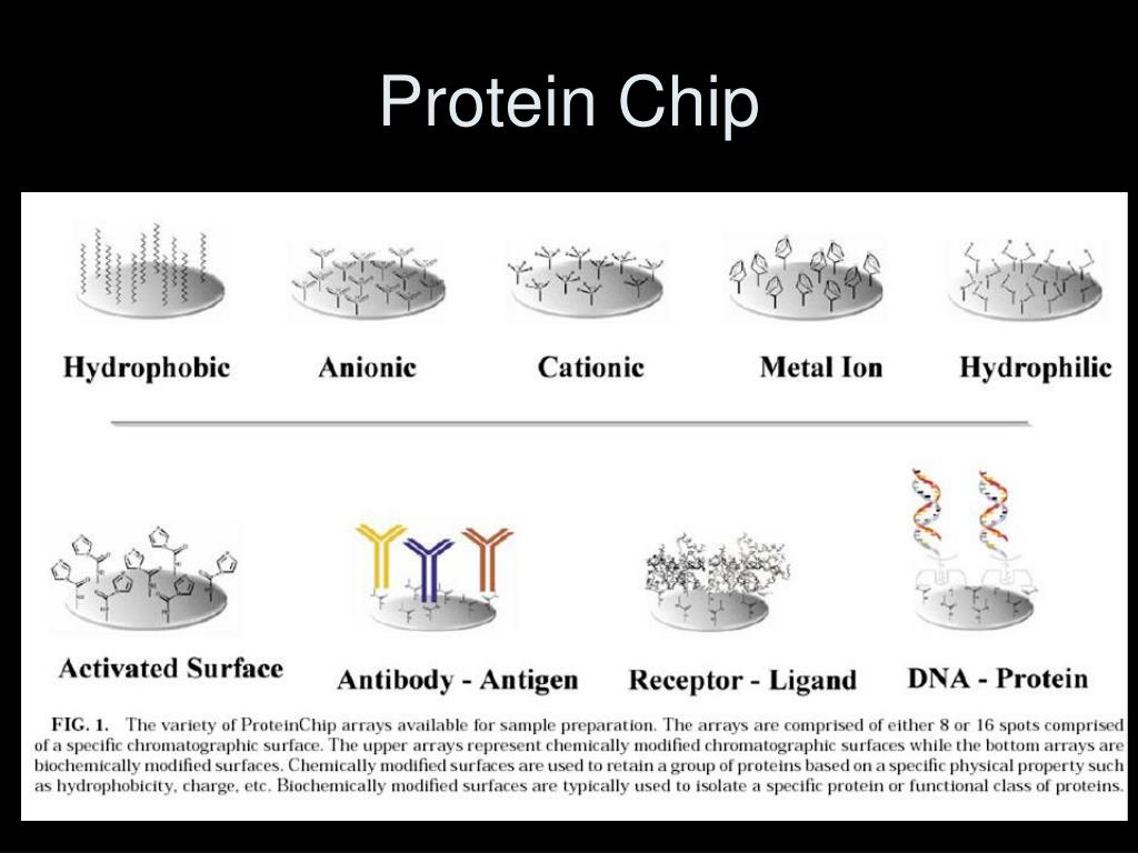 PPT - Sequencing of Mammalian Genomes Predicts 30,000 genes PowerPoint ...