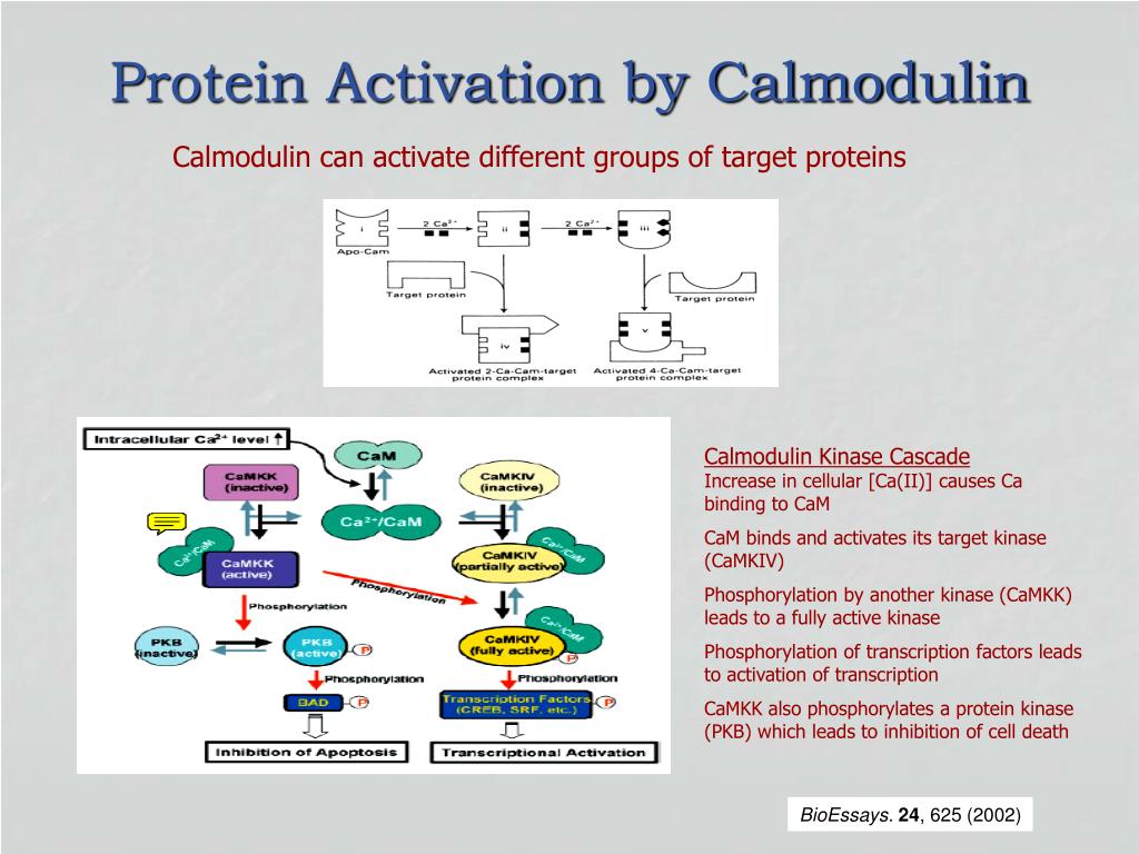 Ppt Roles Of Calcium Powerpoint Presentation Free Download Id 3506528