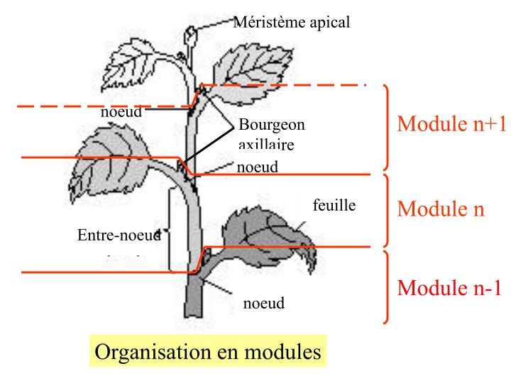 PPT - TP1 Le pois PowerPoint Presentation - ID:3506836