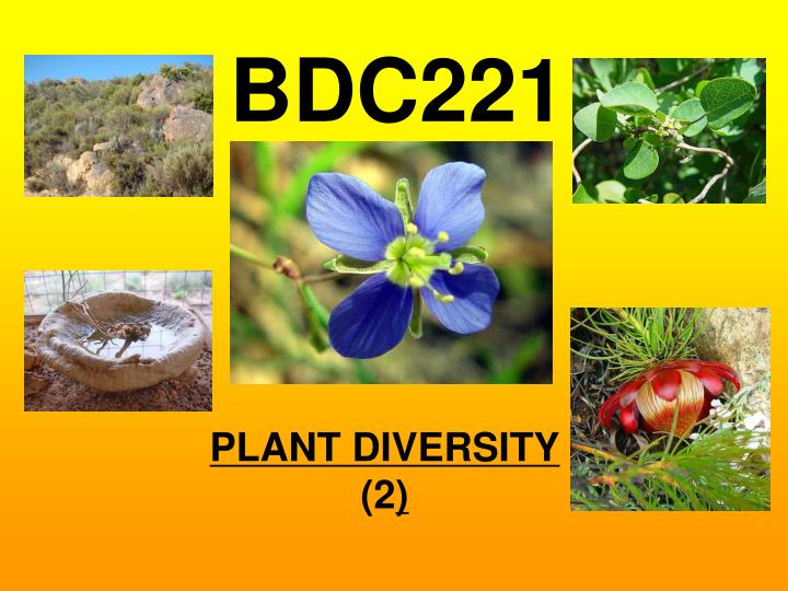 PPT - PLANT DIVERSITY (2 ) PowerPoint Presentation, free download - ID:3506841