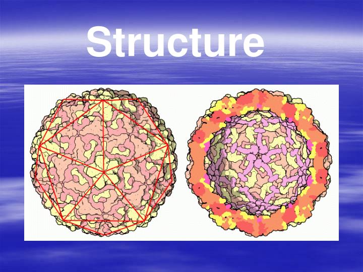 PPT - Rhinovirus PowerPoint Presentation - ID:3506943