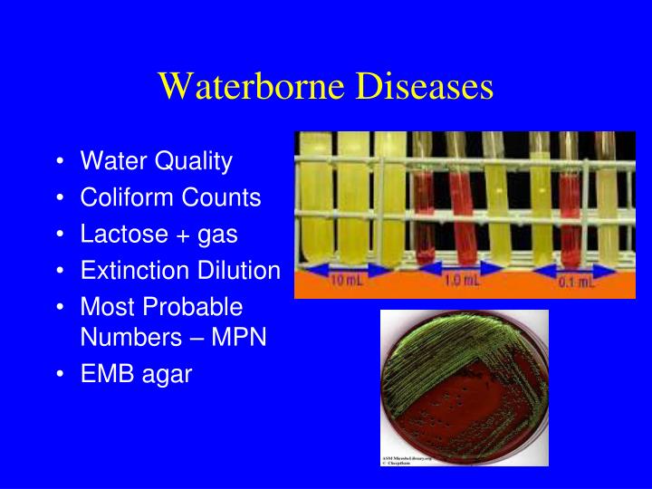 PPT - Waterborne Diseases PowerPoint Presentation, free download - ID ...