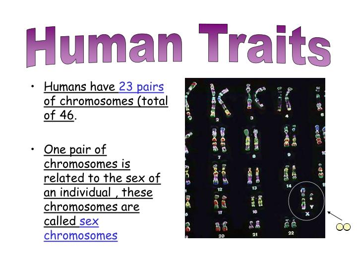 PPT - Humans have 23 pairs of chromosomes (total of 46 . PowerPoint ...