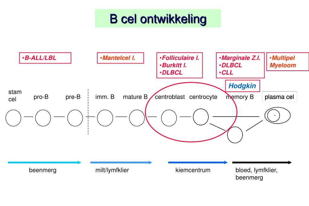 PPT - Hodgkin lymfoom Blok 4 oncologie, oktober 2011 PowerPoint ...