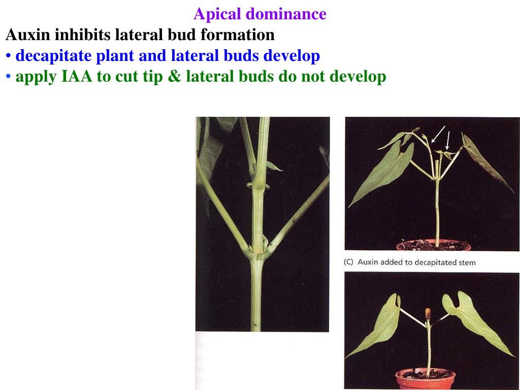 PPT - Growth regulators Auxins Cytokinins Gibberellins Abscisic acid ...