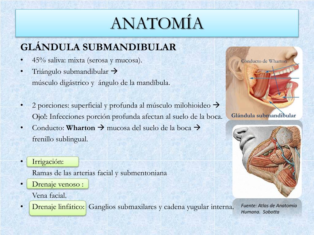 PPT - Patología de las glándulas salivales hecha fácil PowerPoint ...