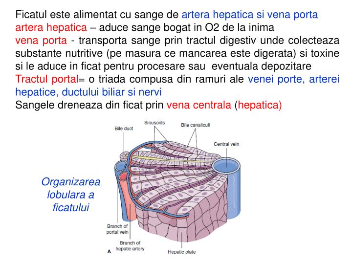 PPT - Disfunctii hepatice si biliare PowerPoint Presentation - ID:3511663