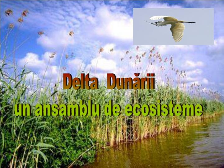 PPT - Delta Dunării un ansamblu de ecosisteme PowerPoint Presentation ...