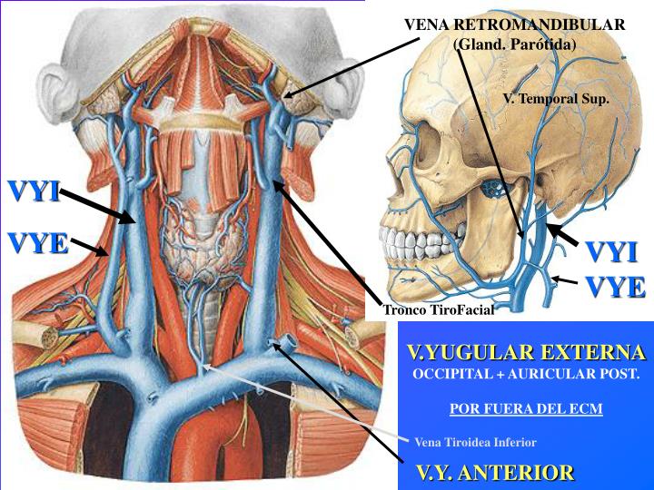 PPT - Vísceras de Cabeza y Cuello VASCULARIZACIÓN ARTERIAL, VENOSA y ...