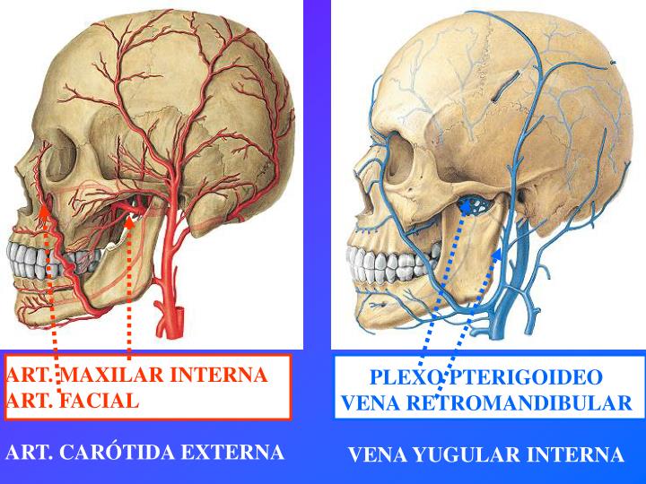 PPT - Vísceras de Cabeza y Cuello VASCULARIZACIÓN ARTERIAL, VENOSA y ...