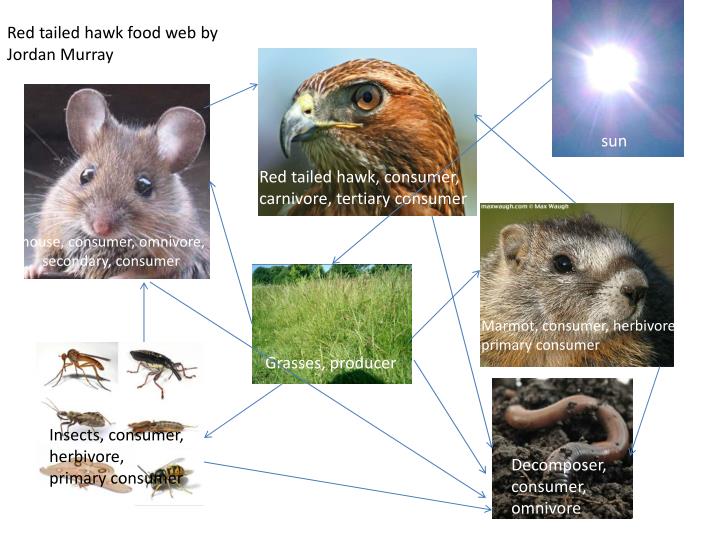 Hawk Food Chain