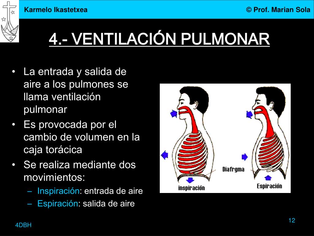 PPT - SISTEMA RESPIRATORIO (aporte de O 2 para nutrición) TEMA 5 ...