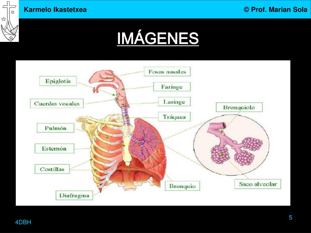 PPT - SISTEMA RESPIRATORIO (aporte de O 2 para nutrición) TEMA 5 ...