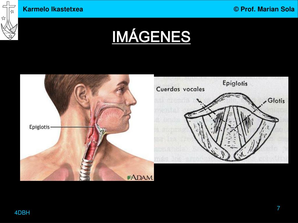 PPT - SISTEMA RESPIRATORIO (aporte de O 2 para nutrición) TEMA 5 ...