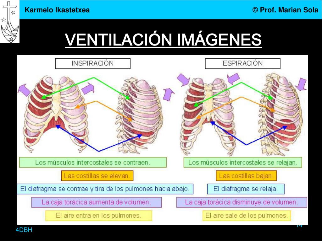 PPT - SISTEMA RESPIRATORIO (aporte de O 2 para nutrición) TEMA 5 ...