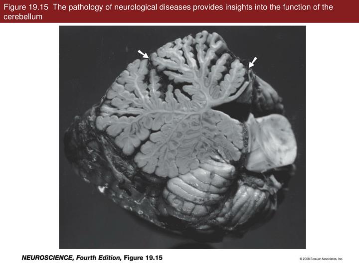PPT - Figure 19.1 Overall organization and subdivisions of the ...