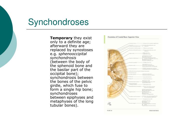 PPT - General syndesmology PowerPoint Presentation - ID:3513951