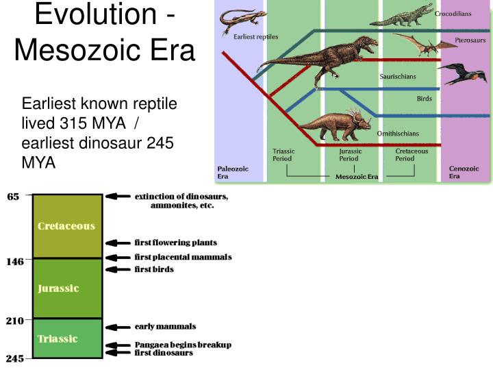 PPT - Chapter 31 Reptiles & Birds PowerPoint Presentation - ID:3514011