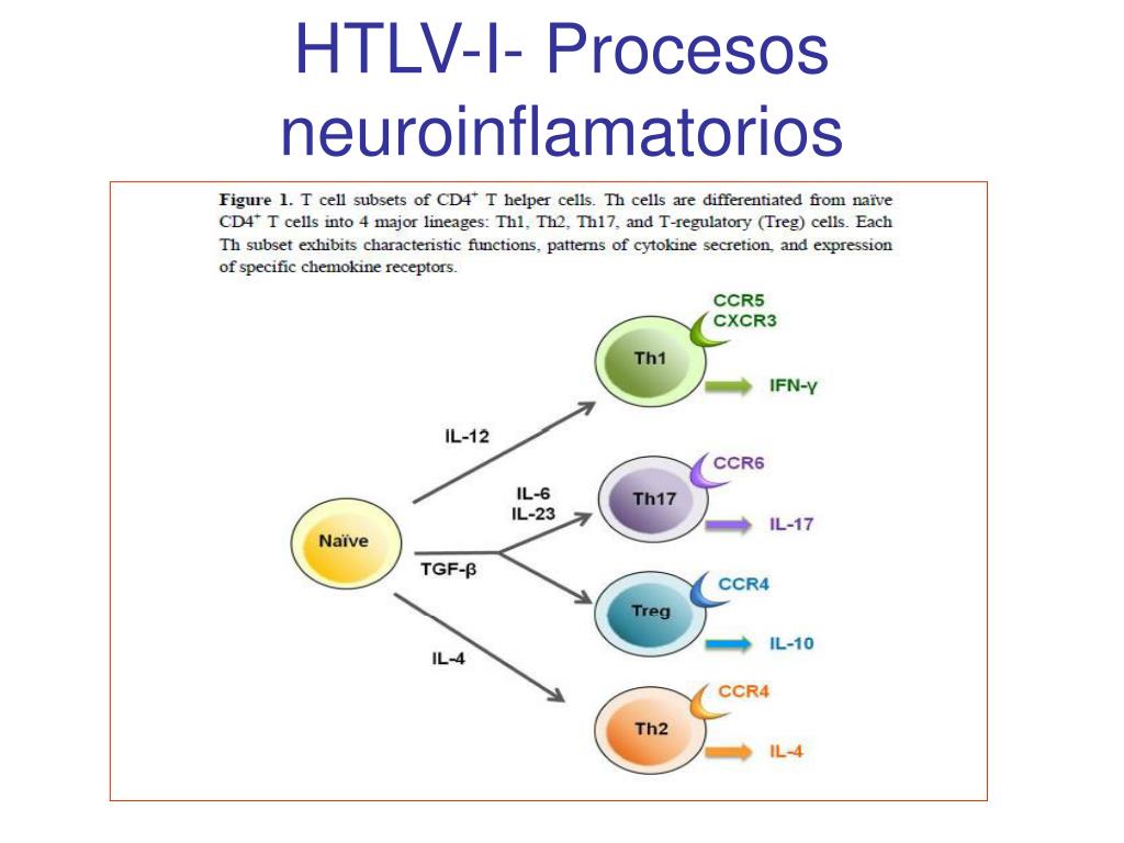 PPT - Retrovirus I Oncovirinae. HTLV-I y HTLV-II Tema 26 PowerPoint ...