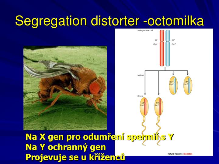 PPT - Segregation distorter -octomilka PowerPoint Presentation, free ...