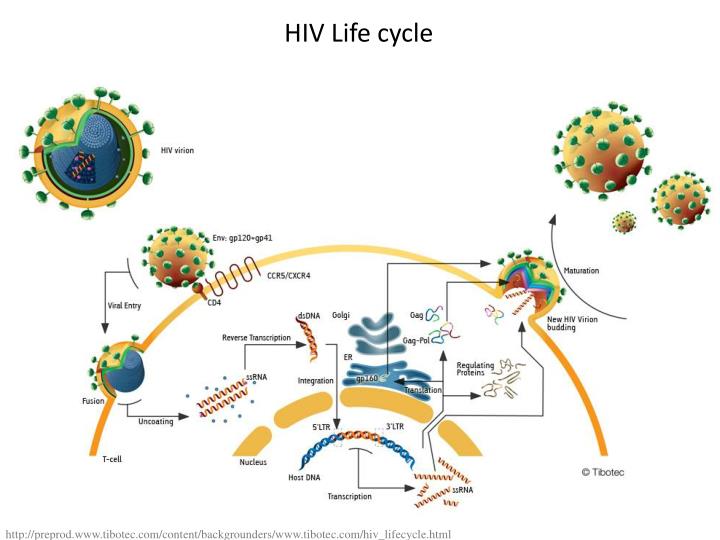 PPT - HIV Structure, Life Cycle, and Replication (1) Dr. Matthew D ...