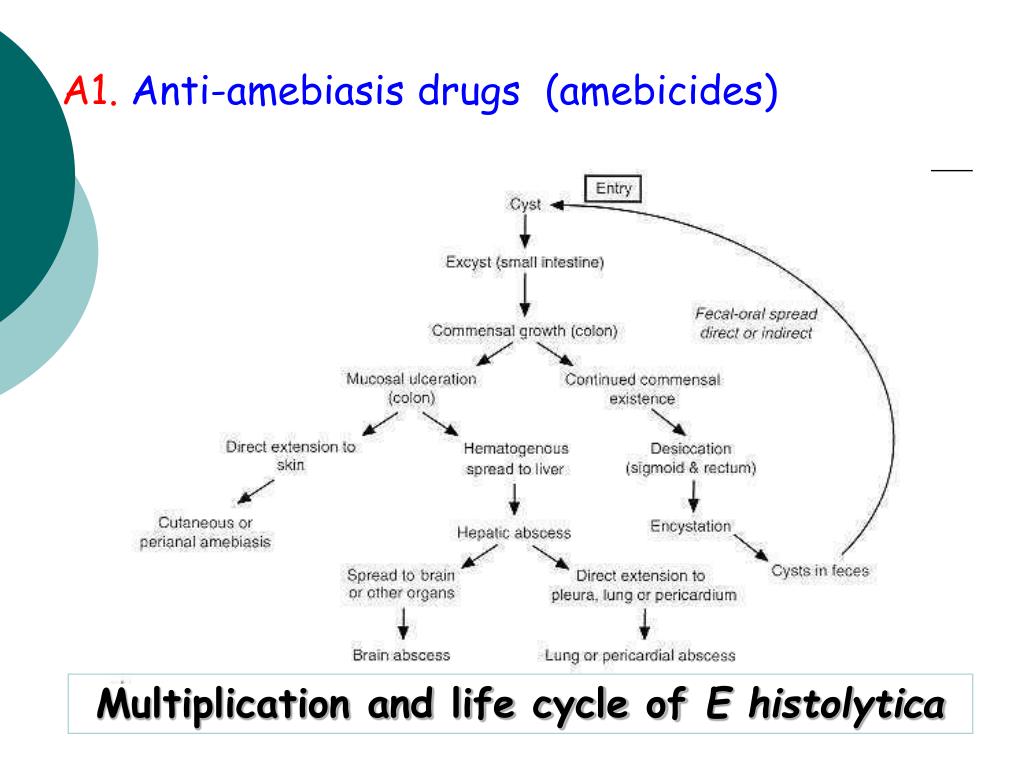 PPT - Anti-amebiasis and anti-trichomoniasis drugs ( 抗阿米巴病和抗滴虫病药 ...