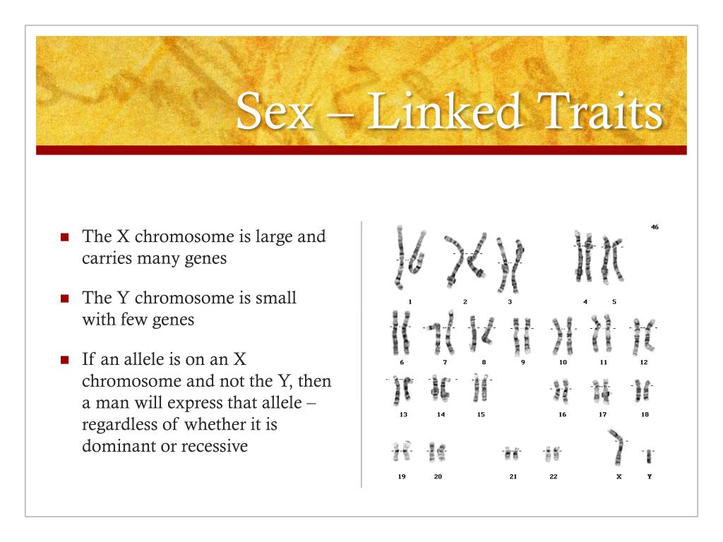 Ppt Human Genetics And Sex Linked Traits Powerpoint Presentation