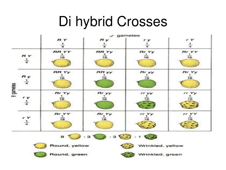 PPT - Di hybrid Crosses PowerPoint Presentation, free download - ID:3516539