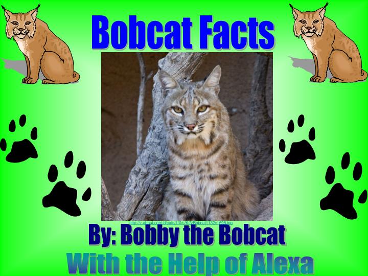 PPT - Bobcat Facts PowerPoint Presentation, free download - ID:3516587