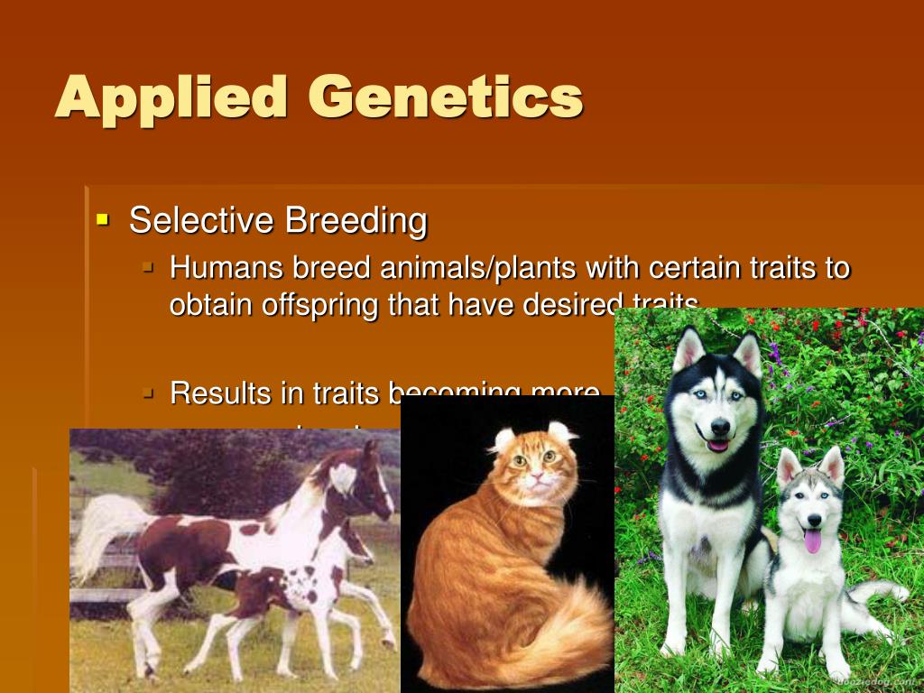 PPT - Genetics PowerPoint Presentation, free download - ID:3517487