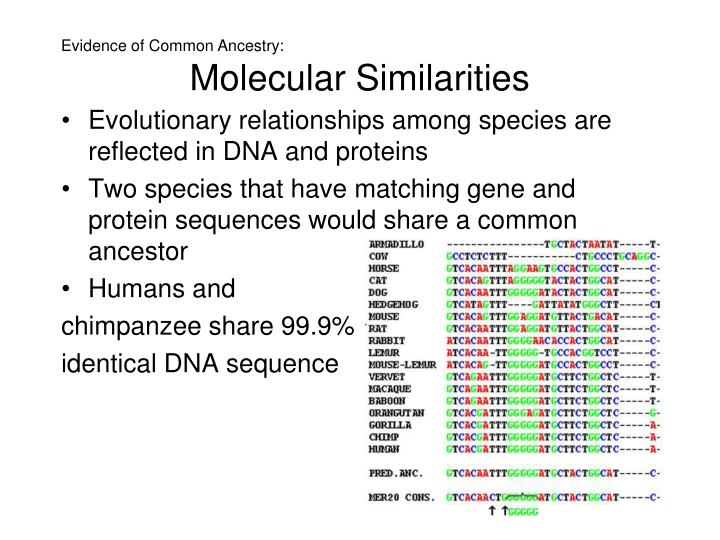 PPT - Identifying Species: Using the Species Concept PowerPoint ...