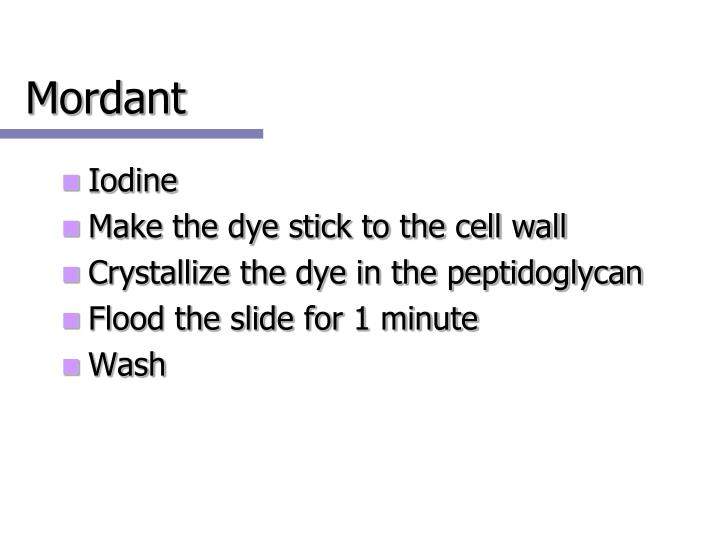 PPT - Gram staining Techniques PowerPoint Presentation - ID:3518507