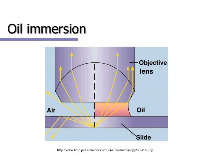 PPT - Gram staining Techniques PowerPoint Presentation - ID:3518507
